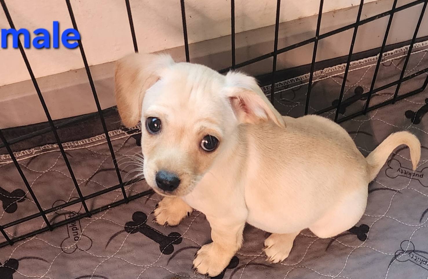Chi Mix Pups - CCREW